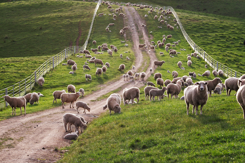 Exces de carne de oaie în Australia. Fermierii au început să-și dea ...
